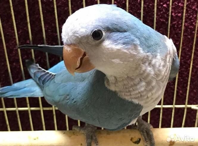 Попугай Калита Монах Квакер