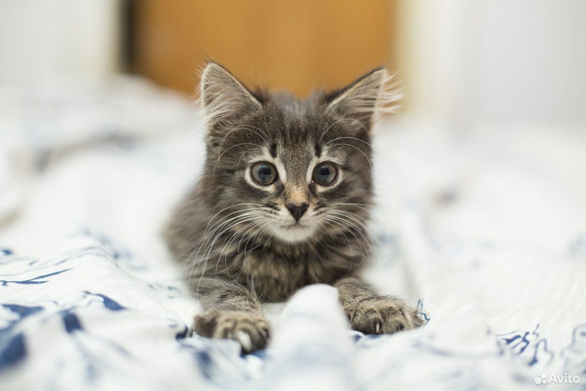 Фунтик ищет дом