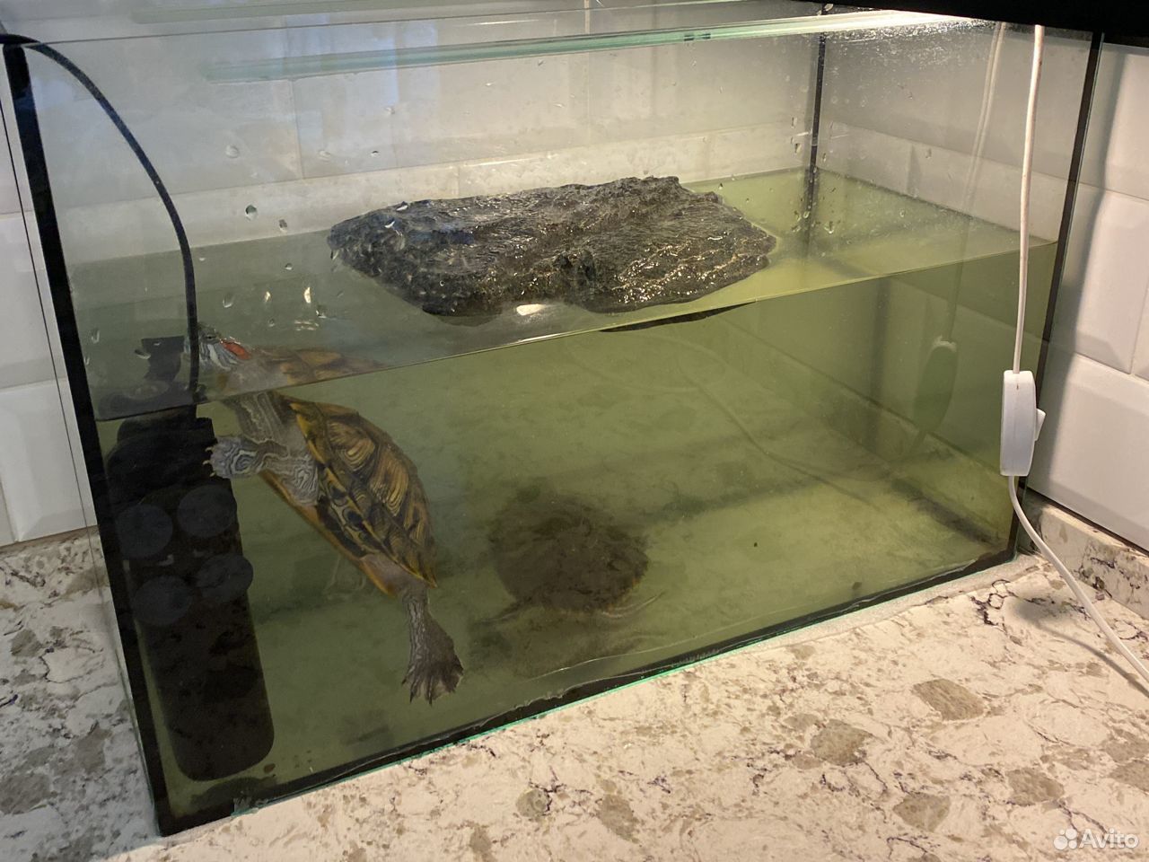 Отдам аквариум с двумя черепахами