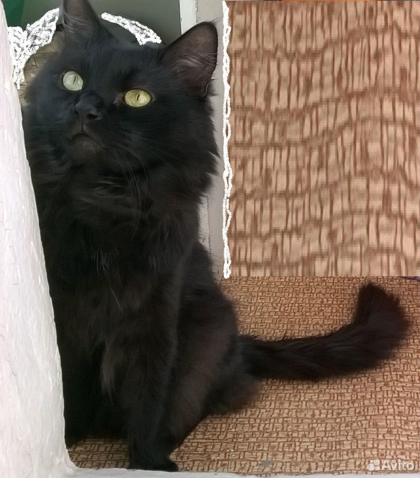 Потерялся котик