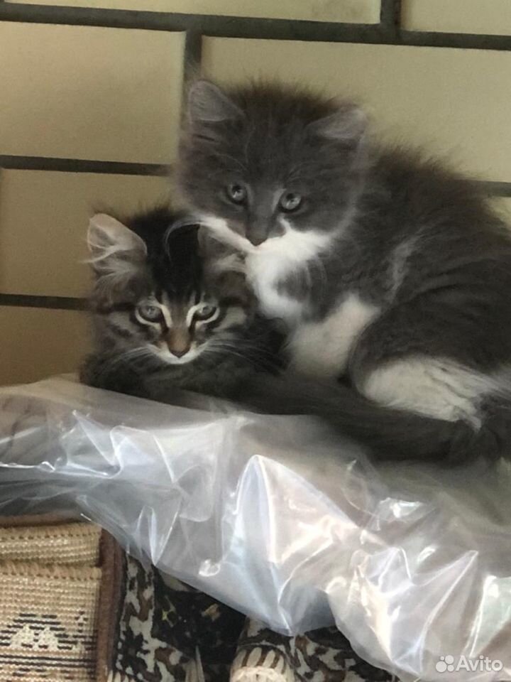 Котята неразлучники