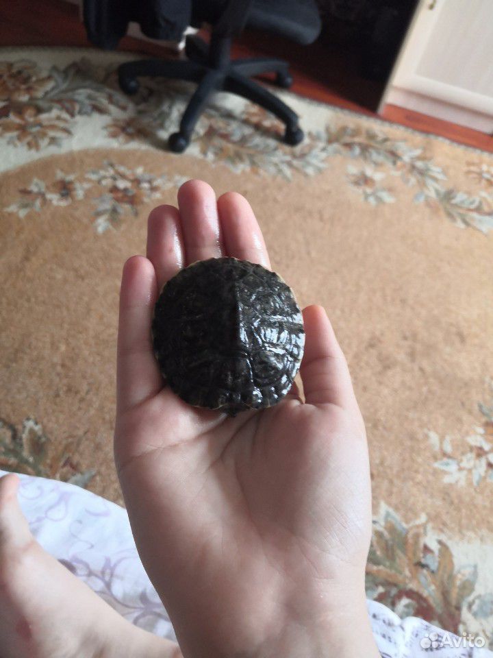 Красноухая черепаха