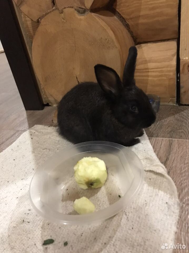 Кролик новозеландский