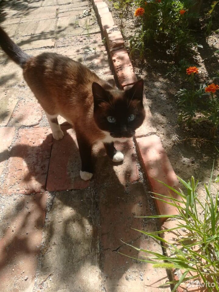 Кошка