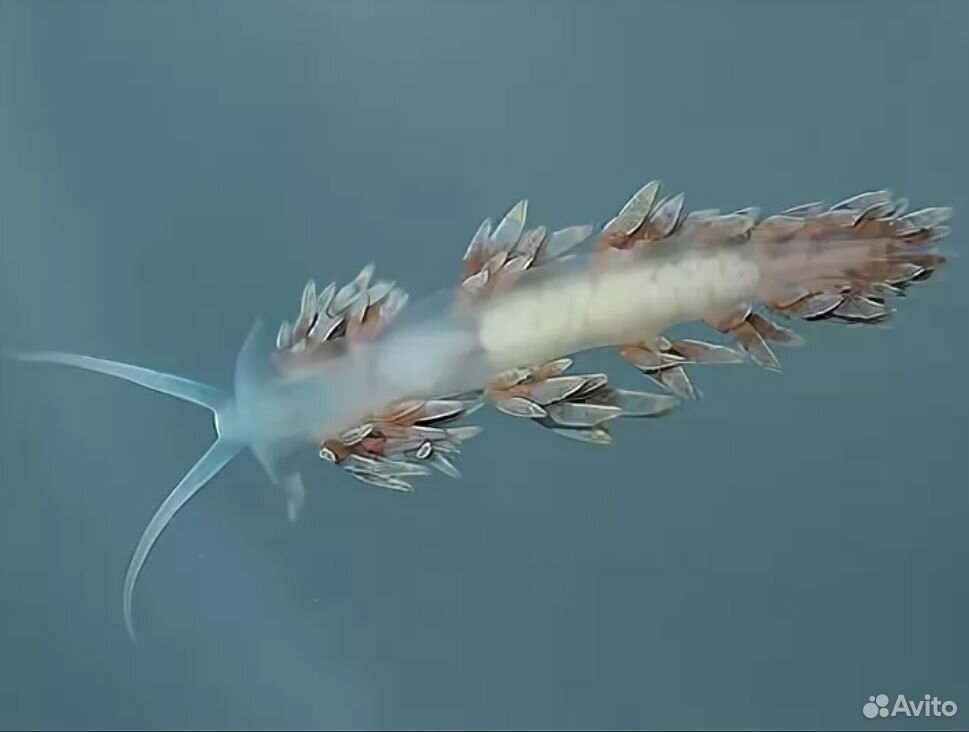 Бергия голожаберник бергии