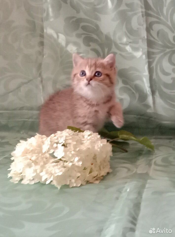 Шиншила котик золотой