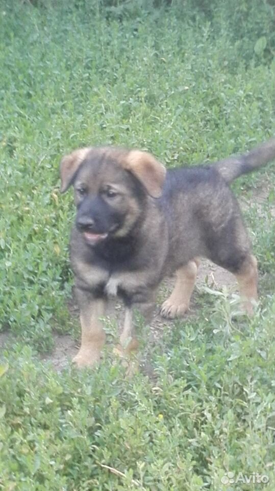 Щенок для охраны