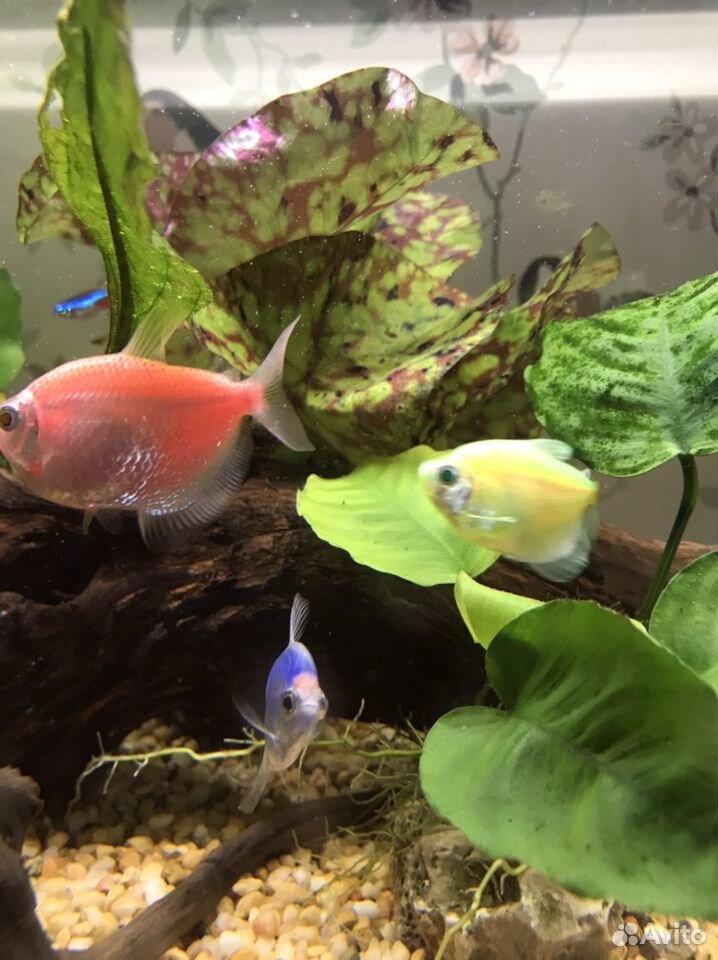 Рыбки тернеции