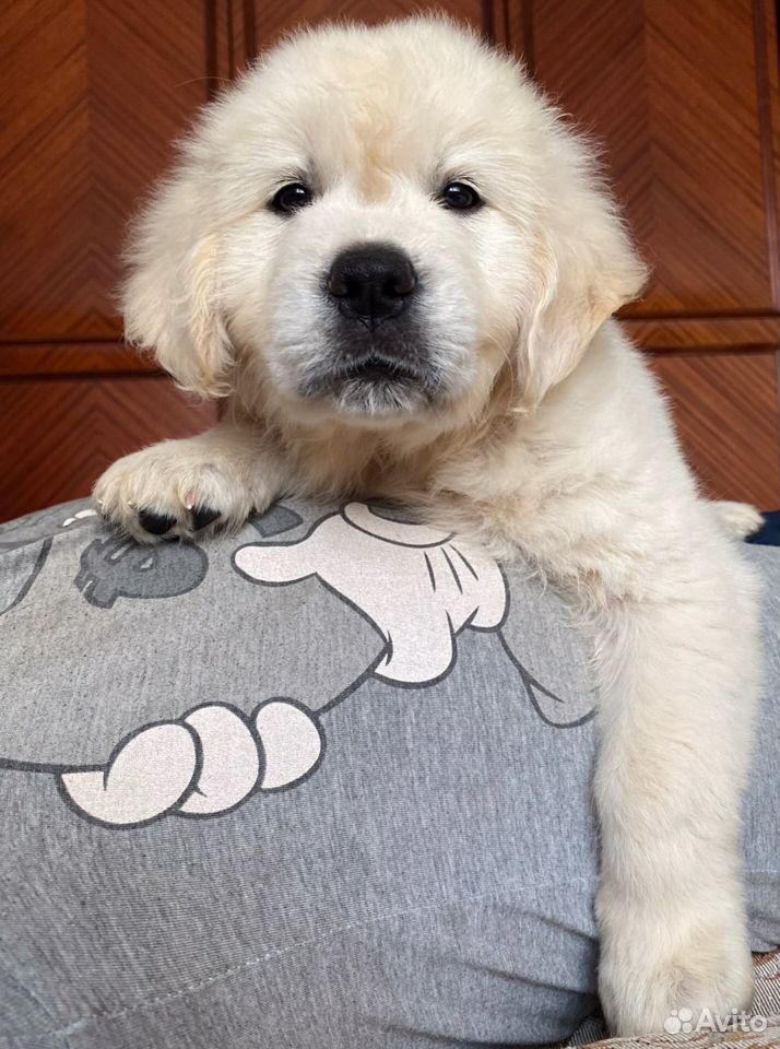 2 кобеля золотистого ретривера