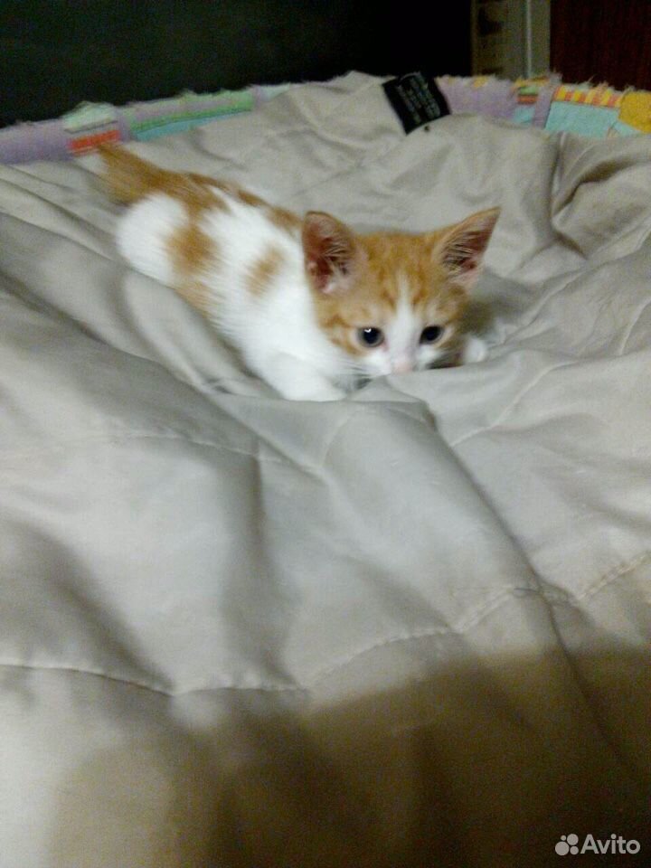 Котёнок девочка рыжая
