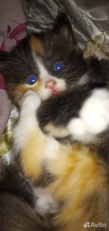 Кошечка в хорошие руки