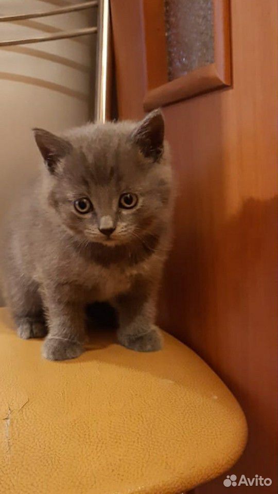 Британская