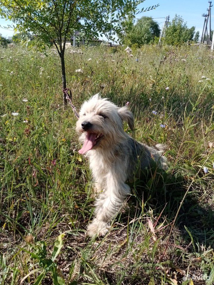 Тотоша