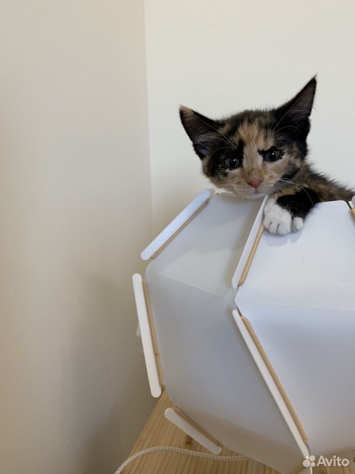 Котёнок в дар, в добрые руки