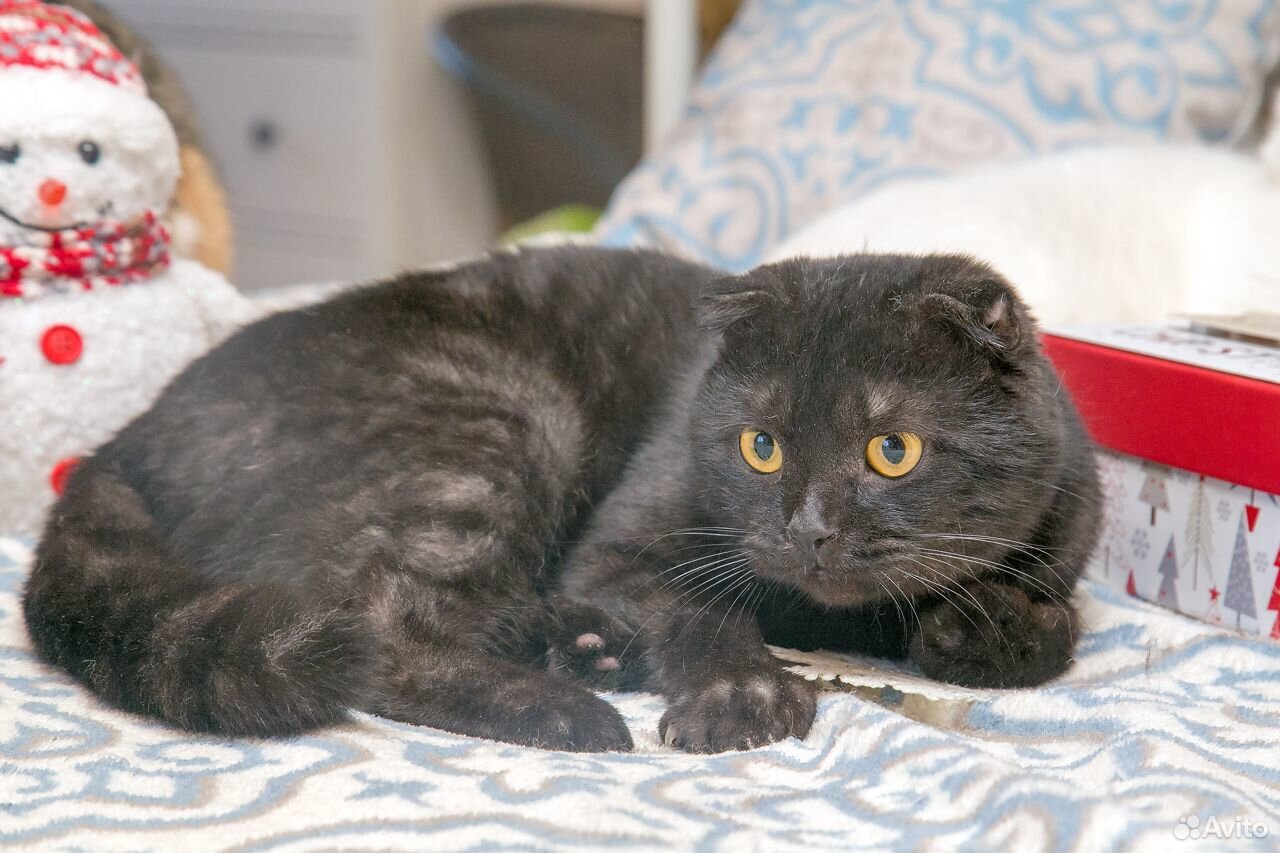 Котик шотландец Билл 2 года, кастрирован, привит