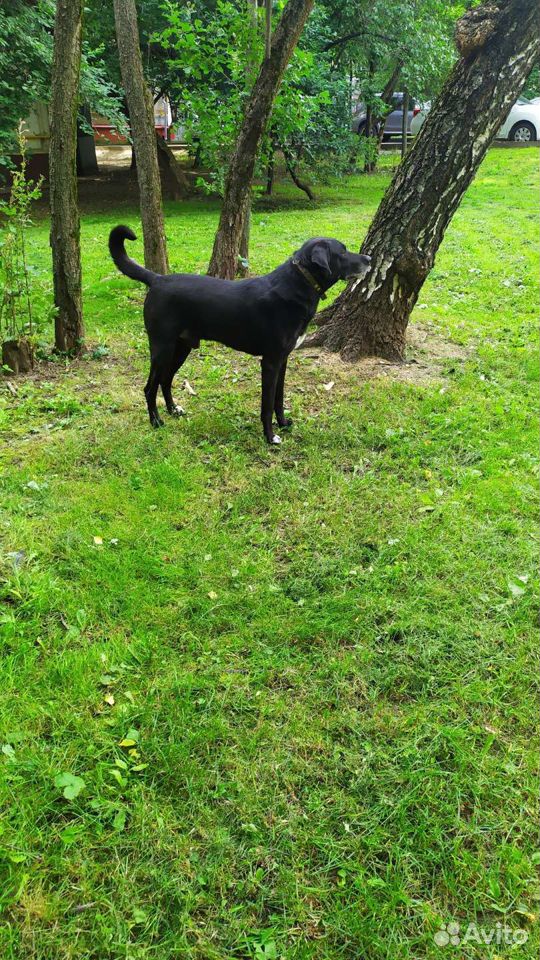 Лабрадор-лайка смесь