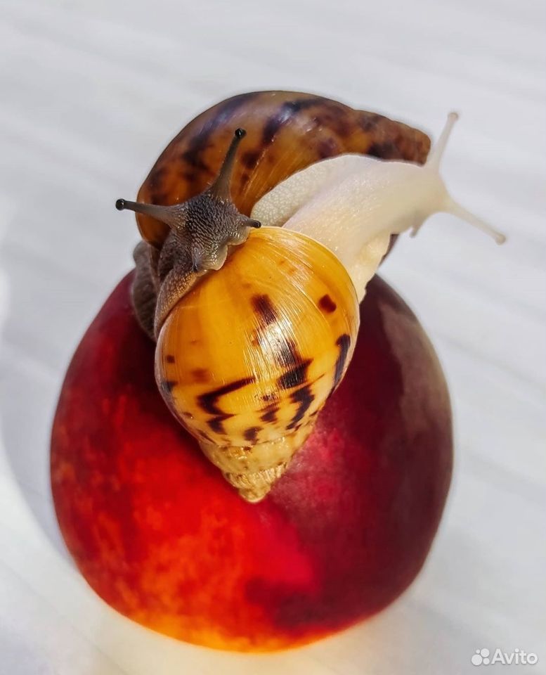 Улитки Ахатина Тигр