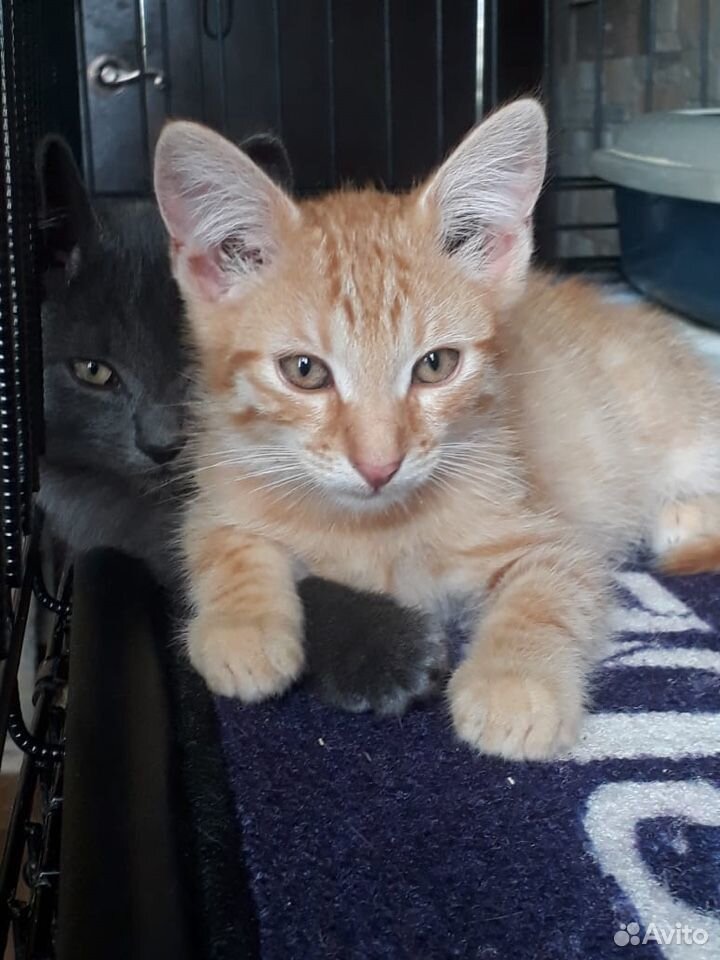 Котенок Рокки 2 месяца