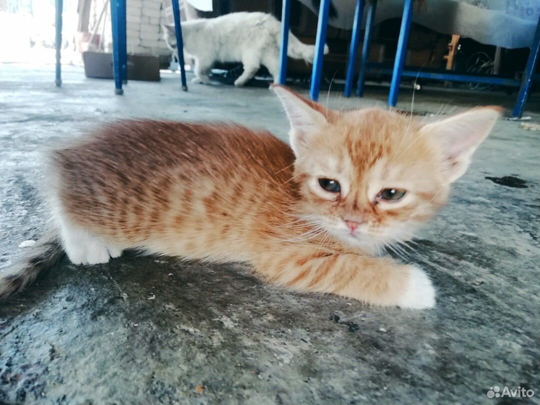 Котятушки