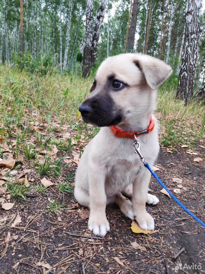 Двухмесячный щенок