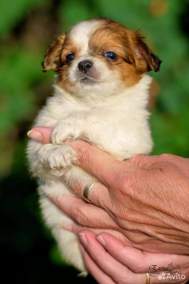 Чишки бейбики