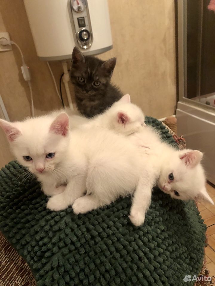 Котята британские