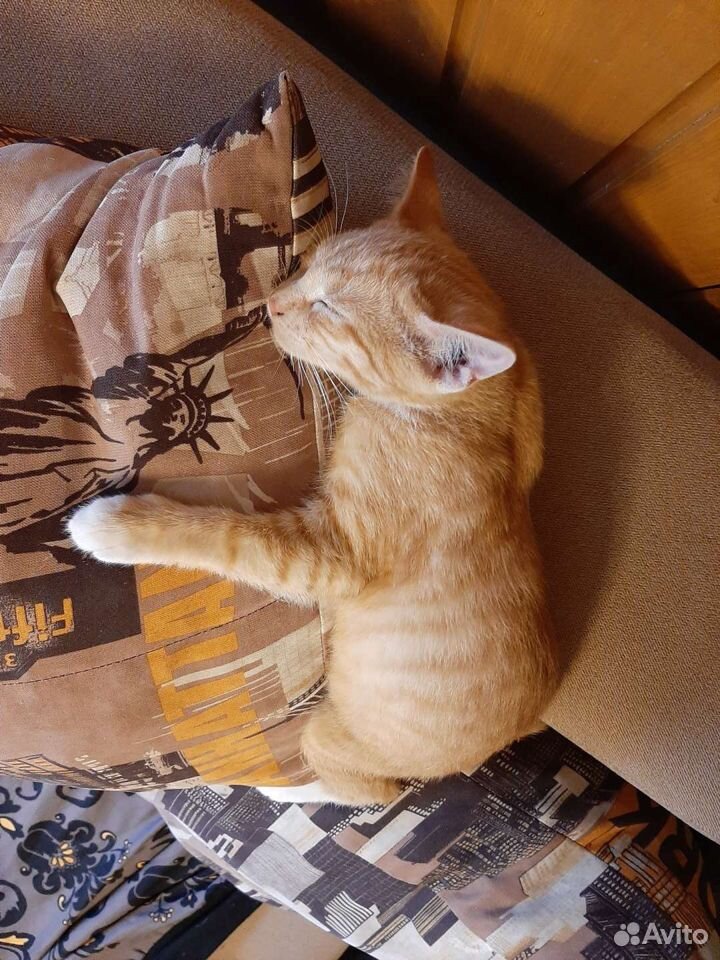 Самый ласковый котёнок, чистый, приучен к горшку