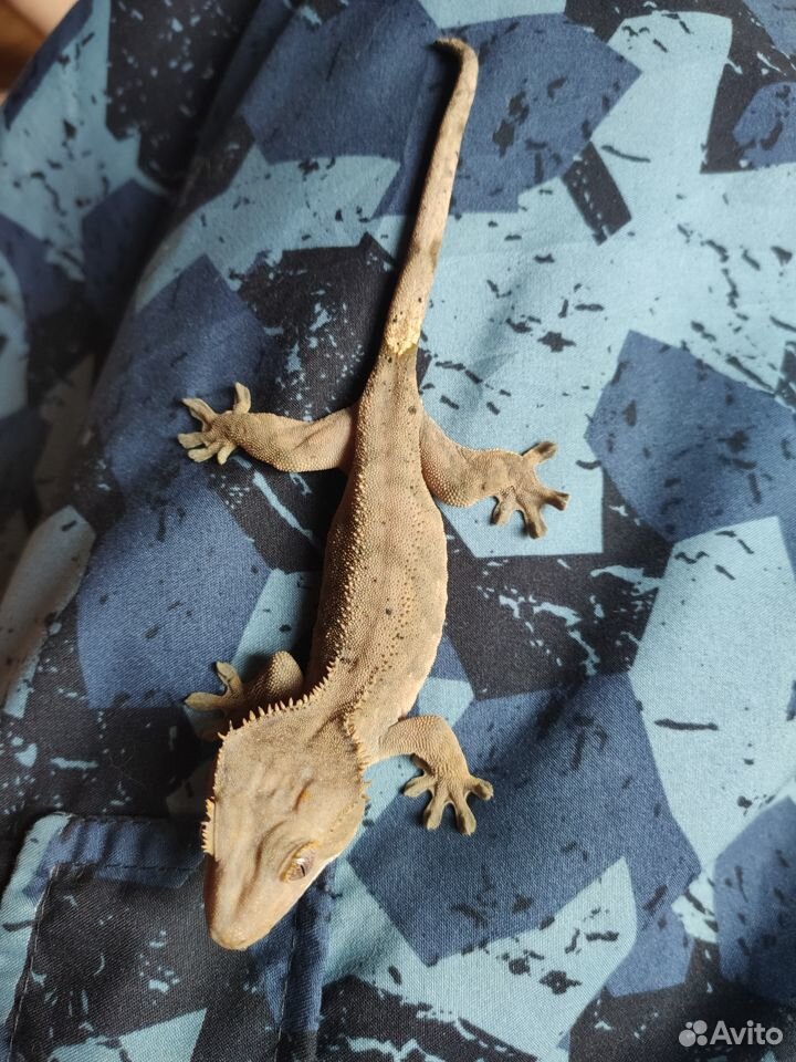 Геккон бананоед реснидчатый