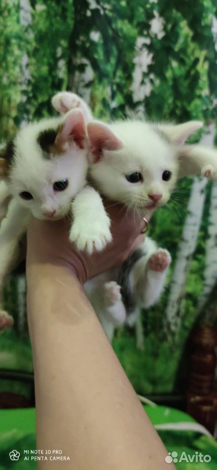 Братишки беленькие ищут дом