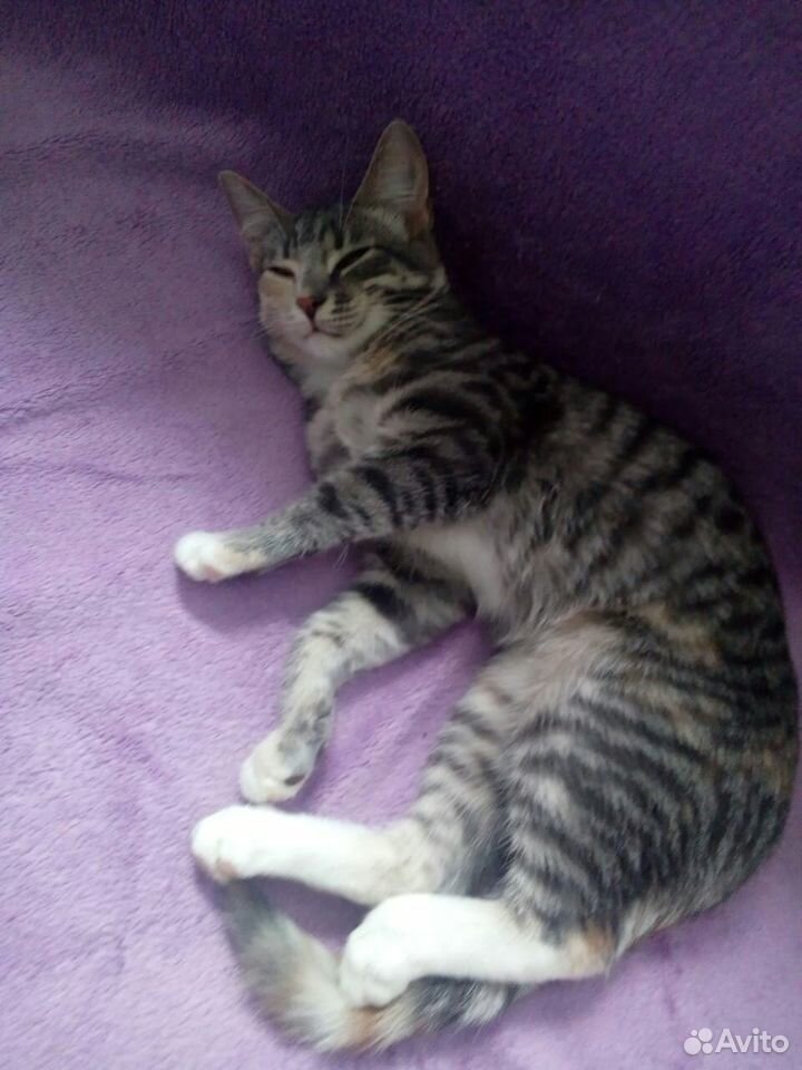 Котята