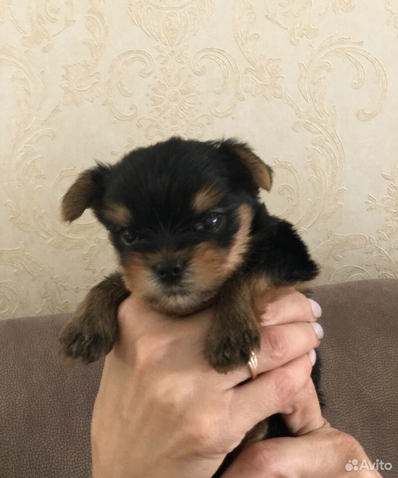 Йоркширский терьер (мини)