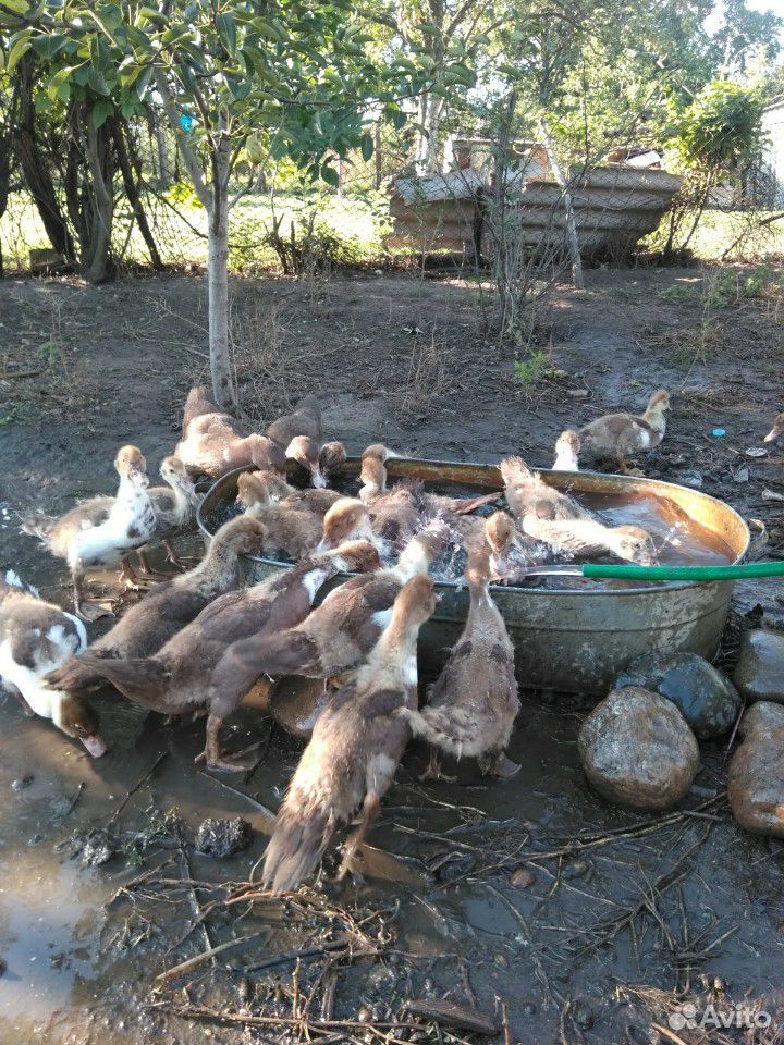 Индоутята подрощенные