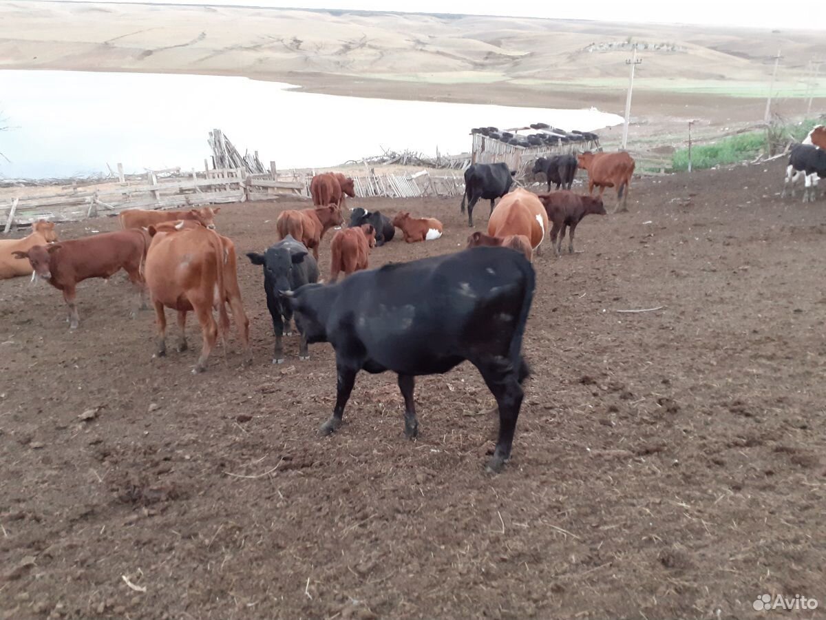 Овцы, коровы