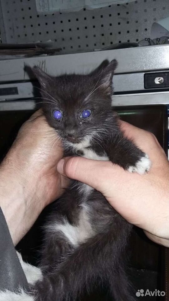 Отдаём котёнка в хорошие руки