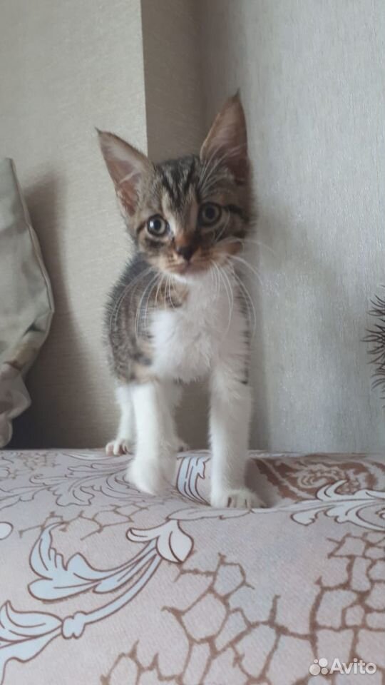 Котенок 2месяца