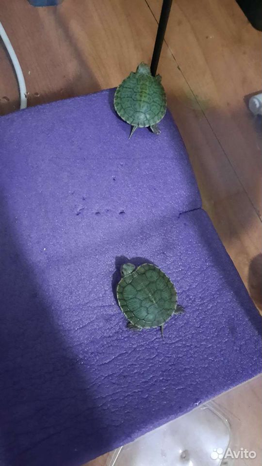 Краснаухие черепахи м/ж