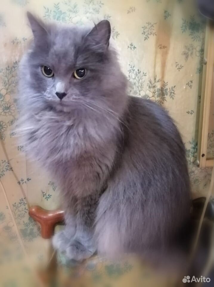 Кошка