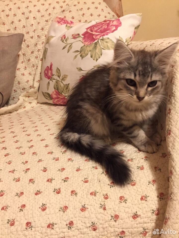 Кошка