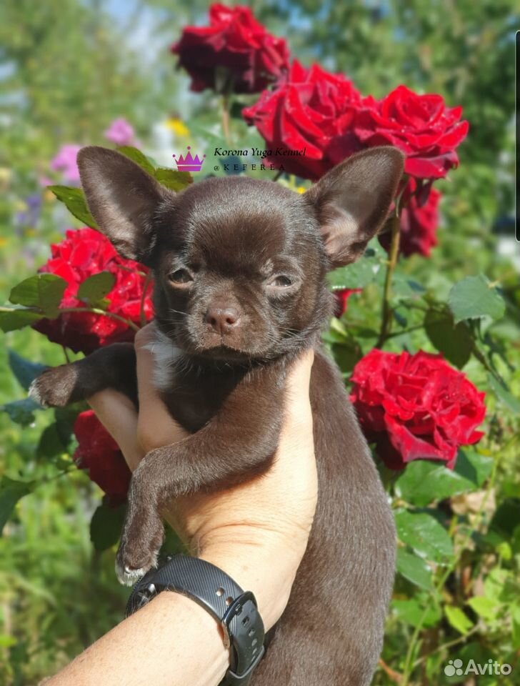 Шоколадный парнишка чихуахуа