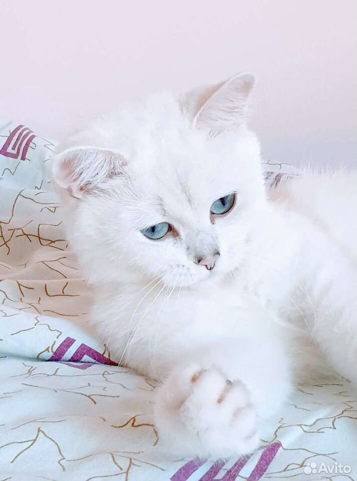 Кошка Скарлетт