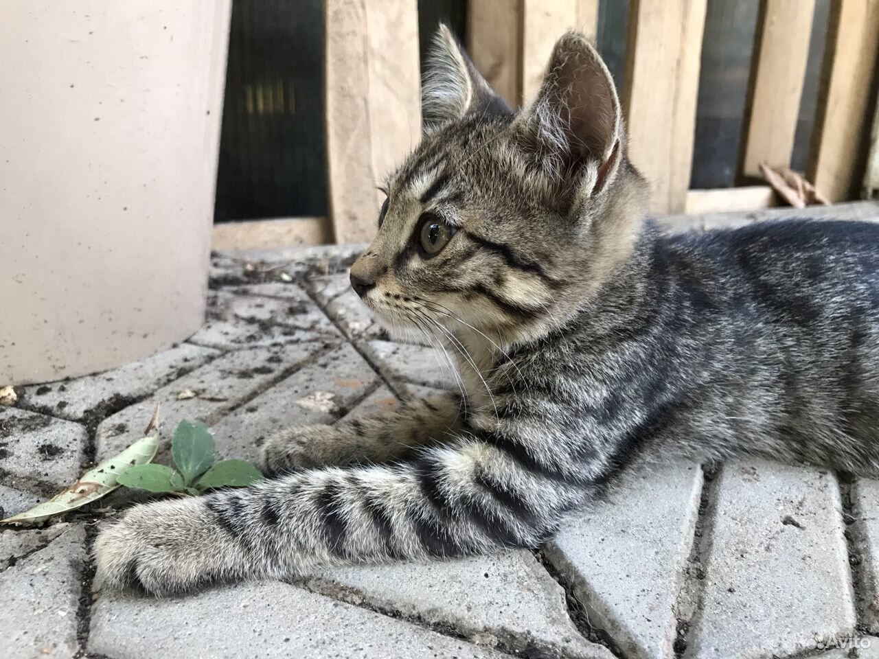 Котёнок. Крым, Уютное