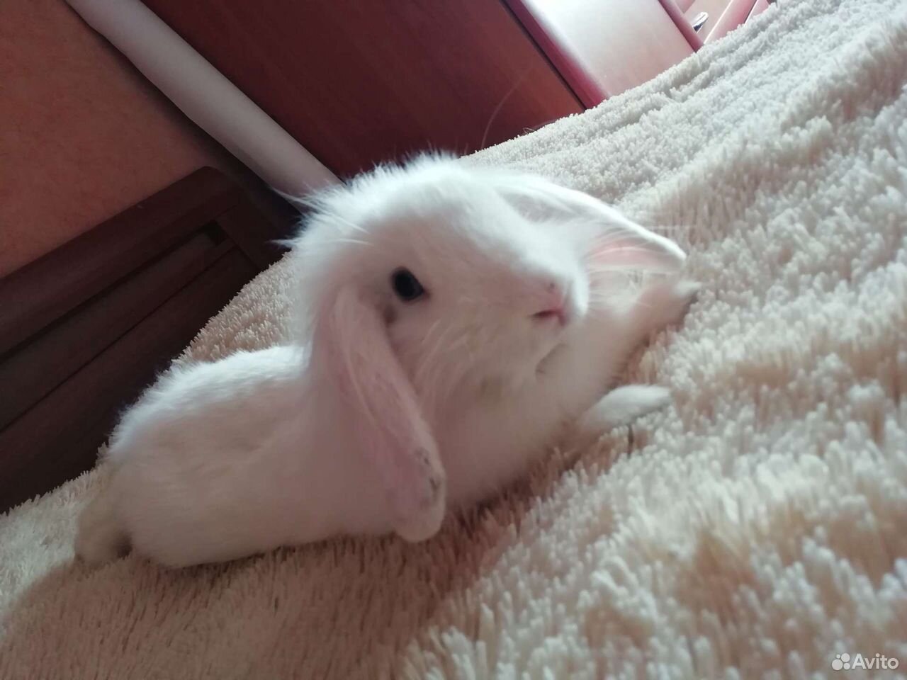 Крольчишка с клеткой