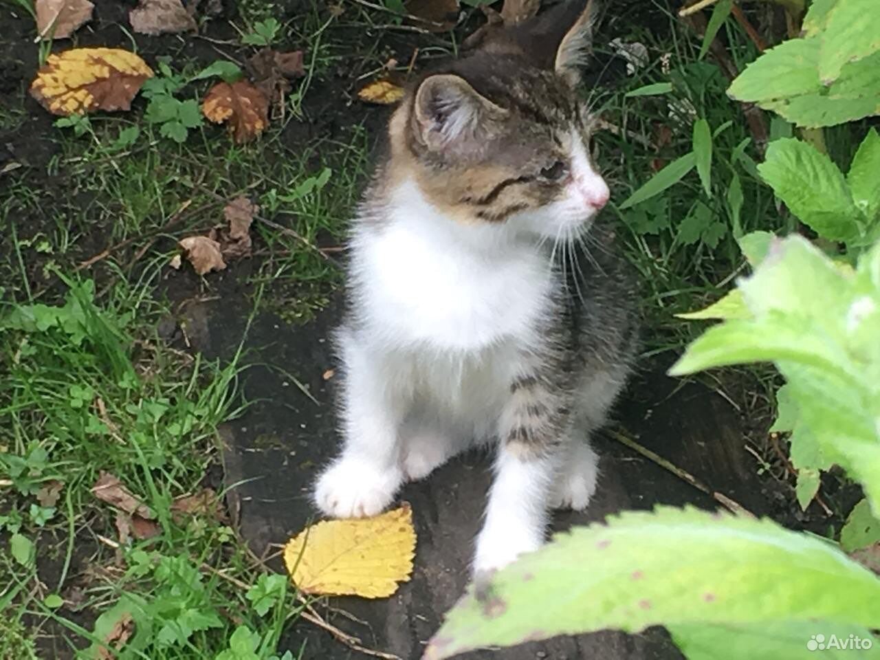 Котёнок