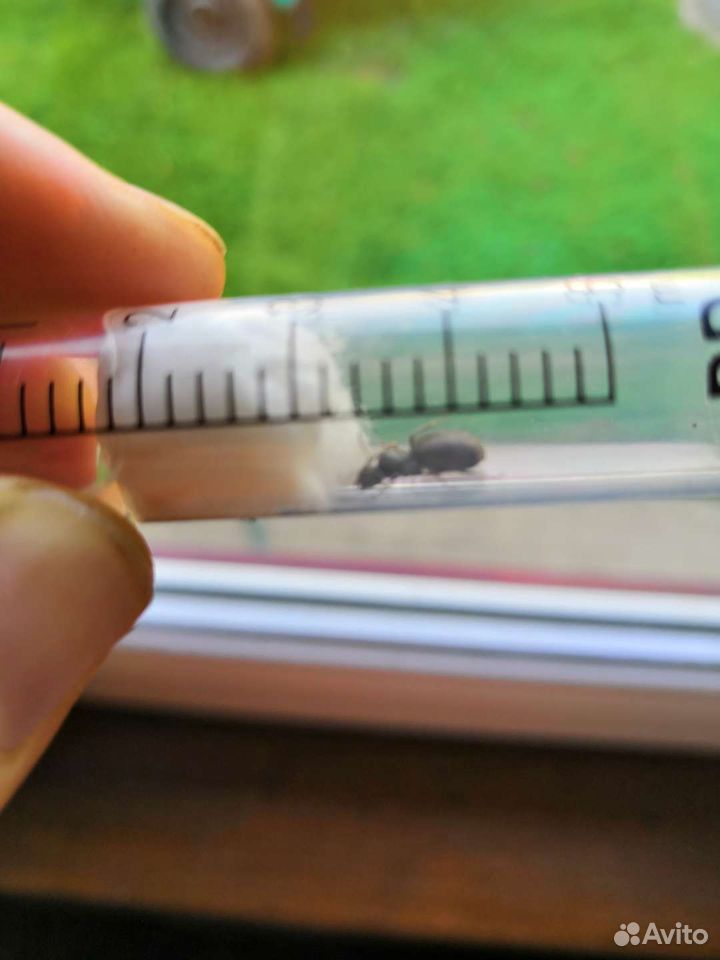 Матка муравья