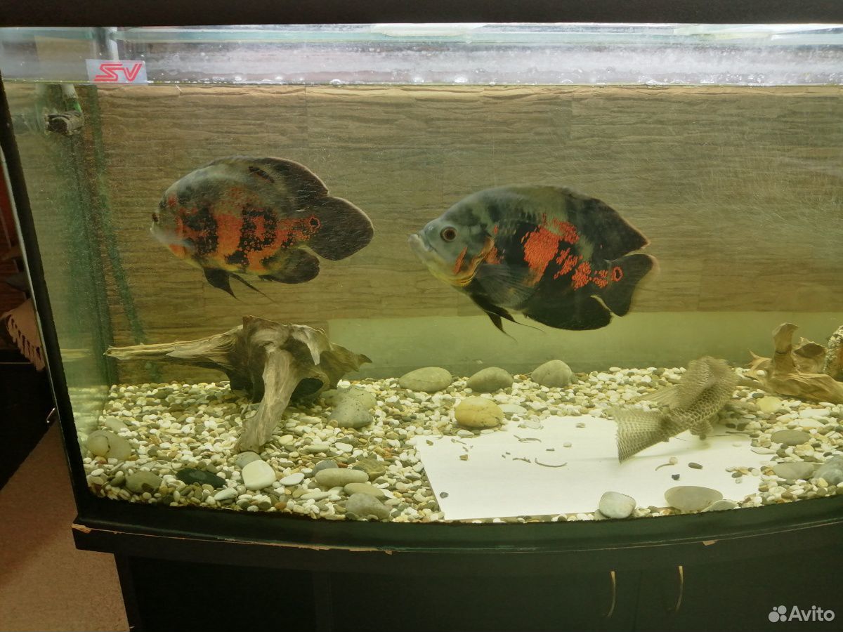 Аквариумная рыба