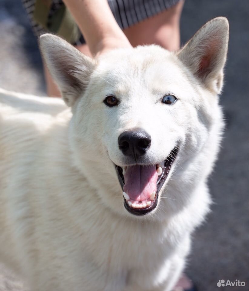 Найден хаски/метис ищем старых хозяев