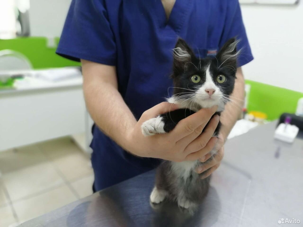 Котенок