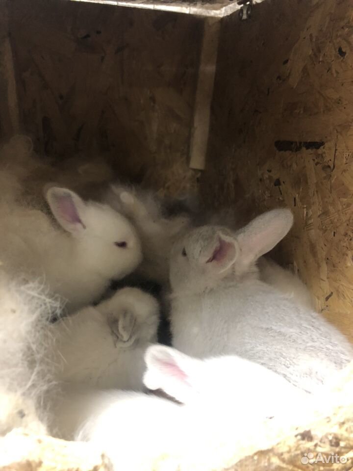 Кролик калифорнийский, девочки-4,5 месяца, цена -2