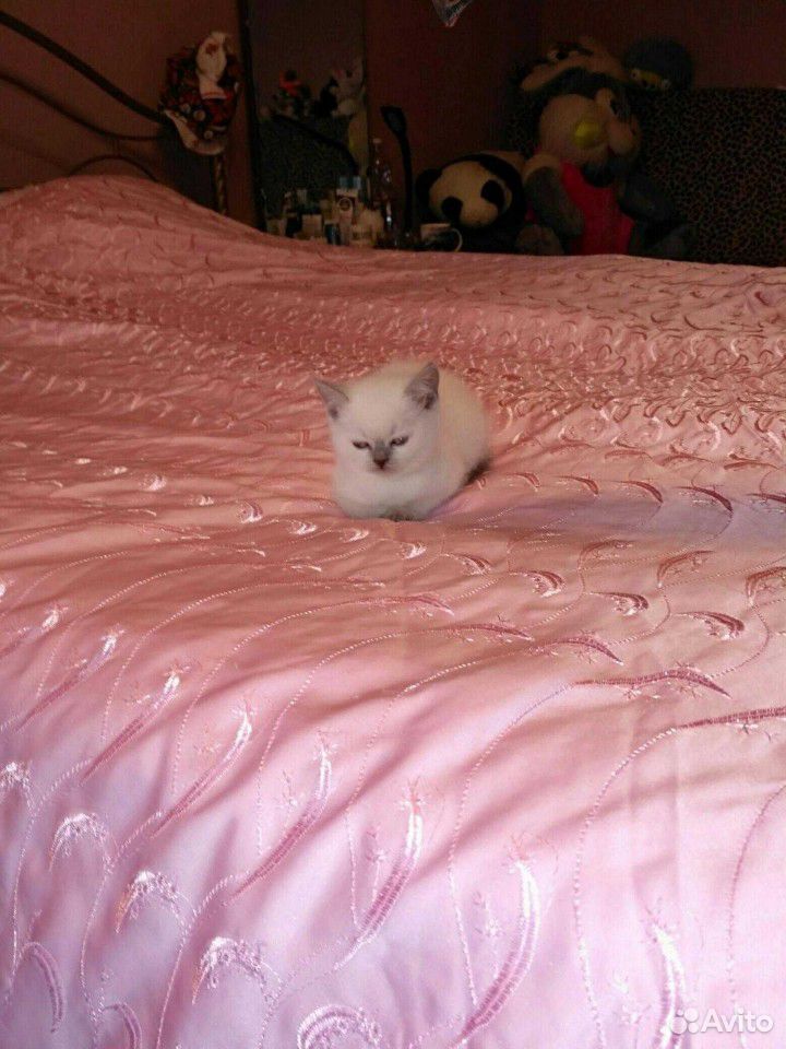 Котята британцы,колорпойнт окрас сиам