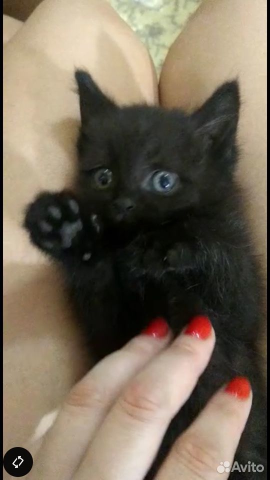 Котёнок чёрный